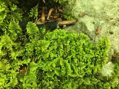 Comb-Moss (Ctenidium molluscum) · iNaturalist