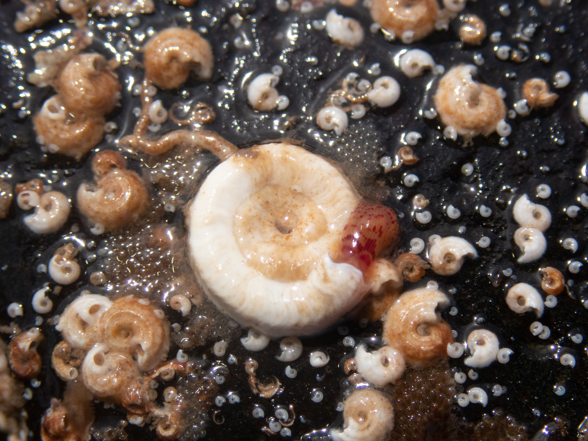 Janua heterostropha (Montagu, 1803)