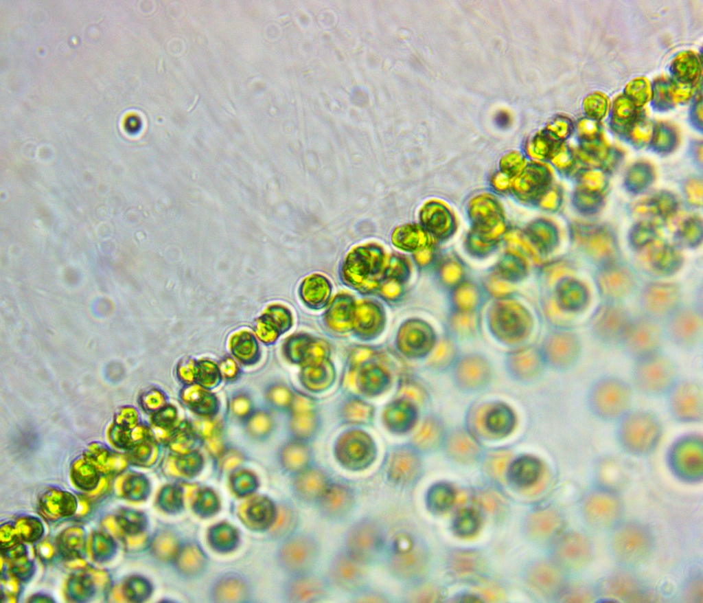 (Tetraspora gelatinosa) - Botanical Realm