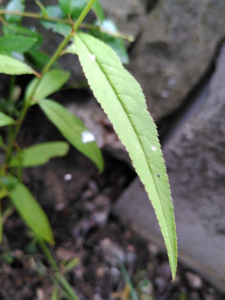 Peach (Prunus persica) - Botanical Realm