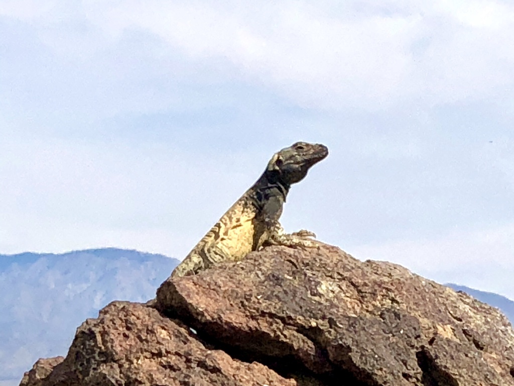 Common Chuckwalla from Palm Springs, CA, US on May 30, 2020 at 09:41 AM ...