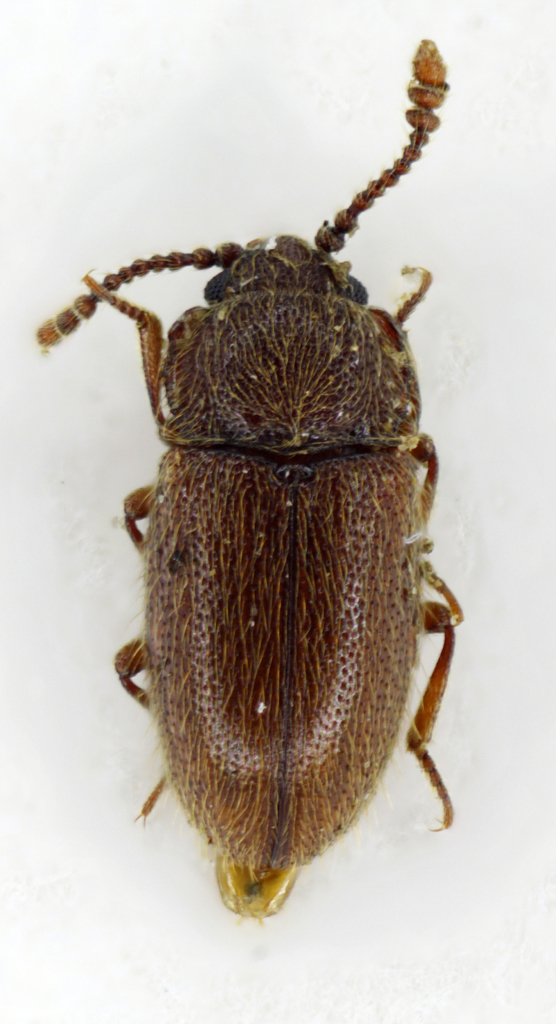 Cryptophagus setulosus from Groene Strand on May 18, 2020 by Taxon ...