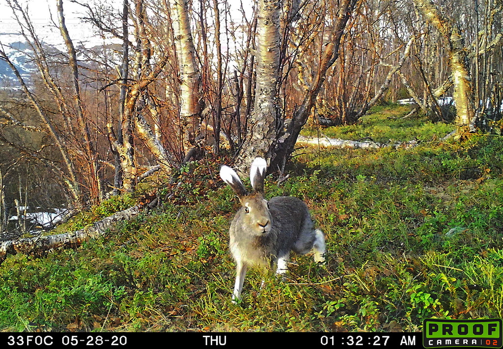 Mountain Hare (Lepus timidus) - Know Your Mammals