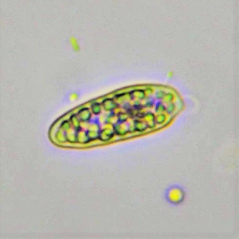 Chilomonas paramecium · iNaturalist