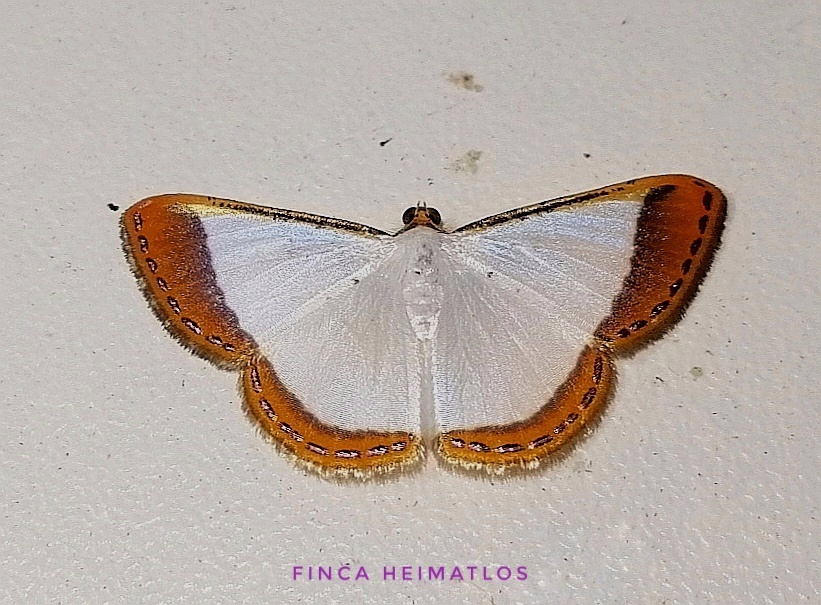 Leuciris amplimargo from Finca Heimatlos Eco Lodge & Farm on May 22 ...