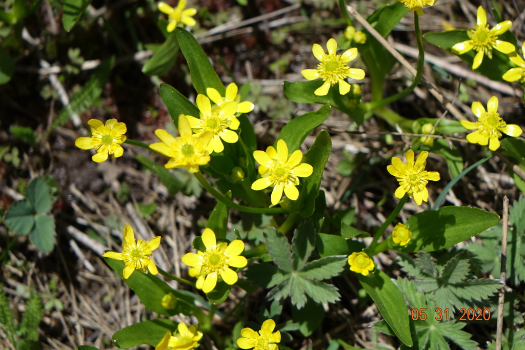 buttercups from Caribou County, ID, USA on May 31, 2020 at 01:14 PM by ...