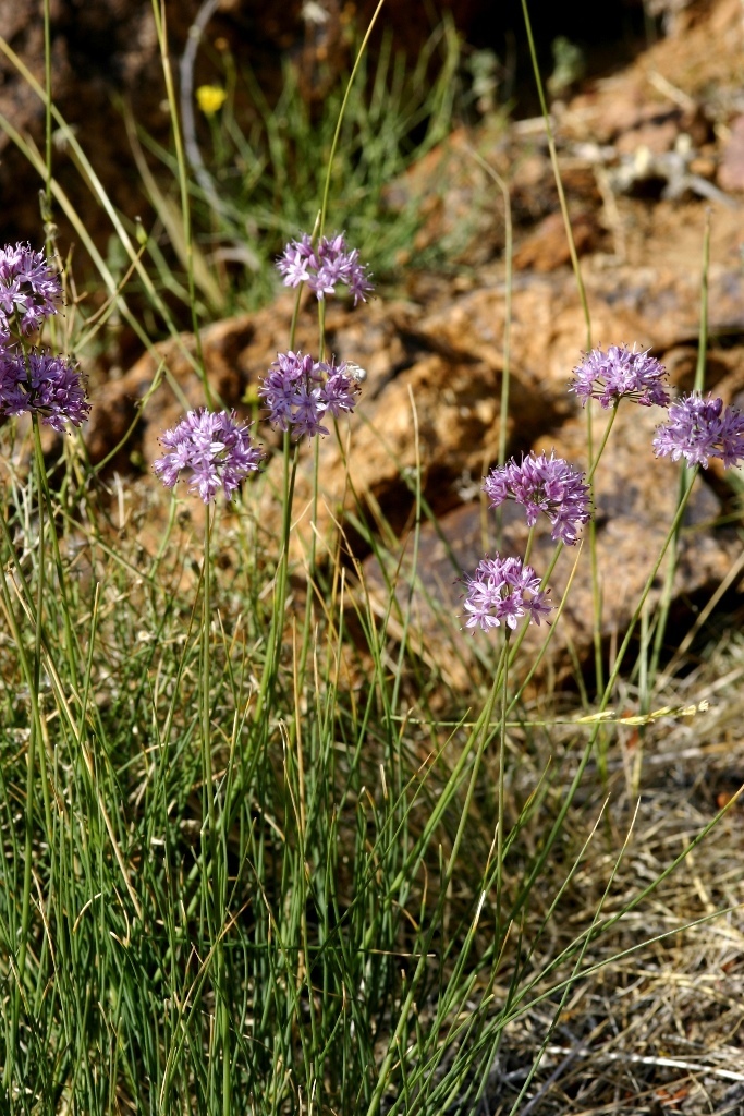 Allium polyrhizum from Мянгад, Монголия on August 15, 2006 at 09:52 AM ...
