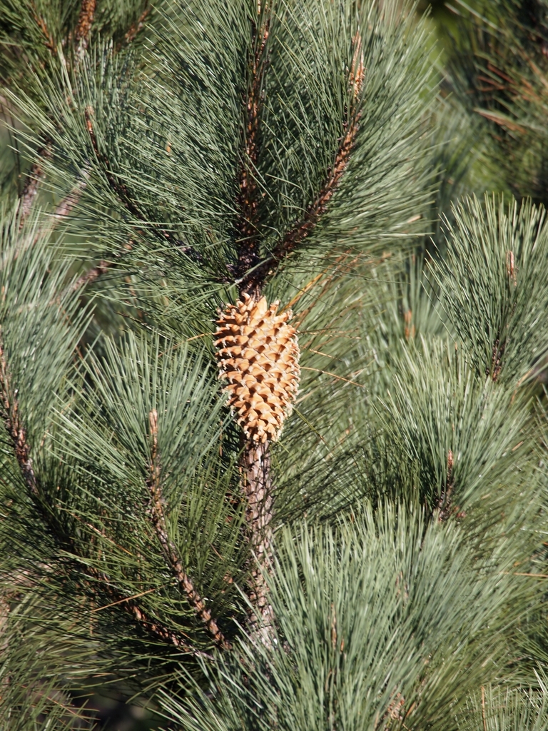 Gray Pine (A Floral Guide to Walker Ridge) · iNaturalist Mexico