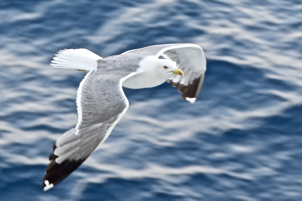 Large White-headed Gulls from North Atlantic Ocean on July 3, 2018 at ...