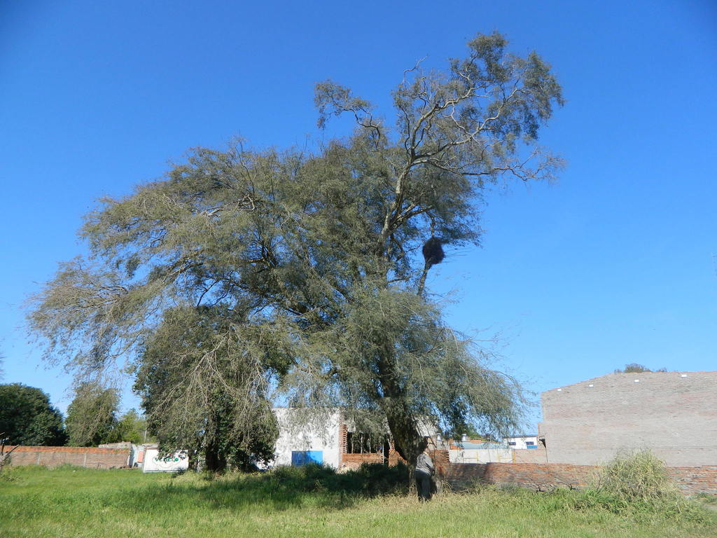 Libidibia paraguariensis in September 2016 by Eduardo Luis Beltrocco ...
