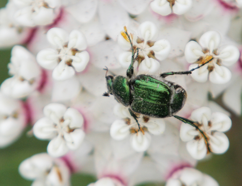 Emerald Flower Scarab from Smith County, TX, USA on June 01, 2020 at 11 ...