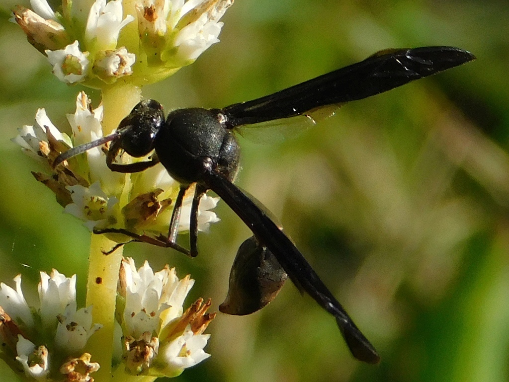 Black Mud Wasp from Greyton, 7233, South Africa on June 1, 2020 at 01: ...