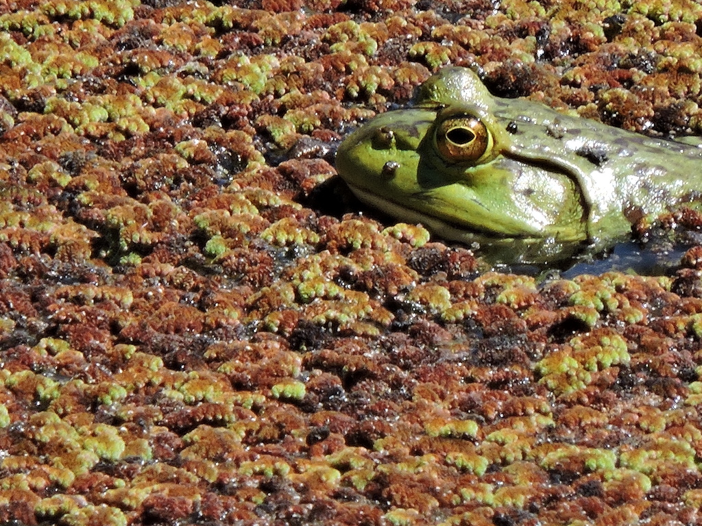 American Bullfrog from Sonoma County, CA, USA on June 1, 2020 at 10:46 ...