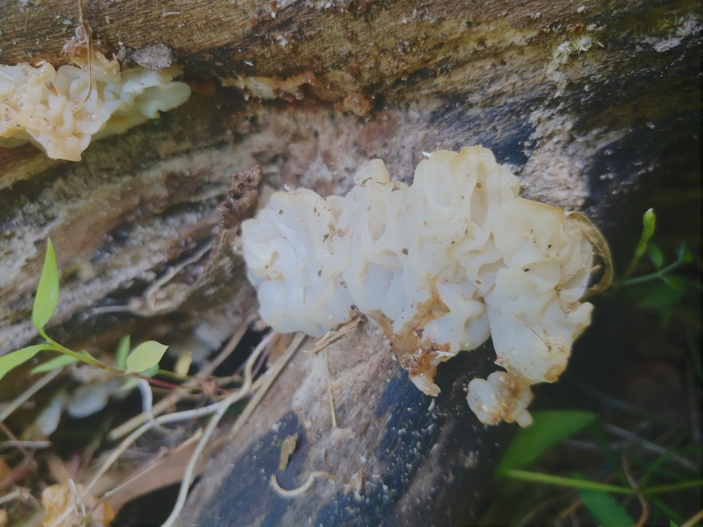 white jelly fungus from Cromwell Valley, Hampton, MD, USA on June 1 ...
