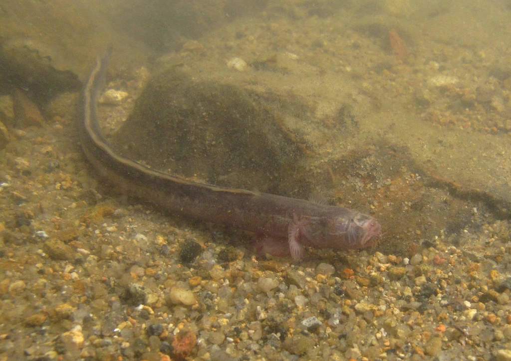 Slender Eelgoby (Taenioides gracilis) - Marine Life Identification