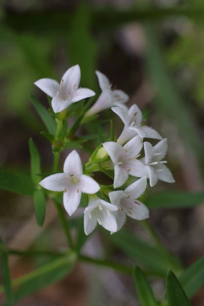 bluets (Vascular Plants of Wild Basin) · iNaturalist