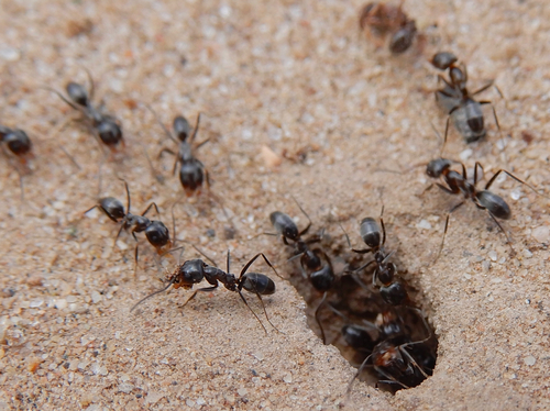Smith’s Pyramid Ant (Dorymyrmex smithi)