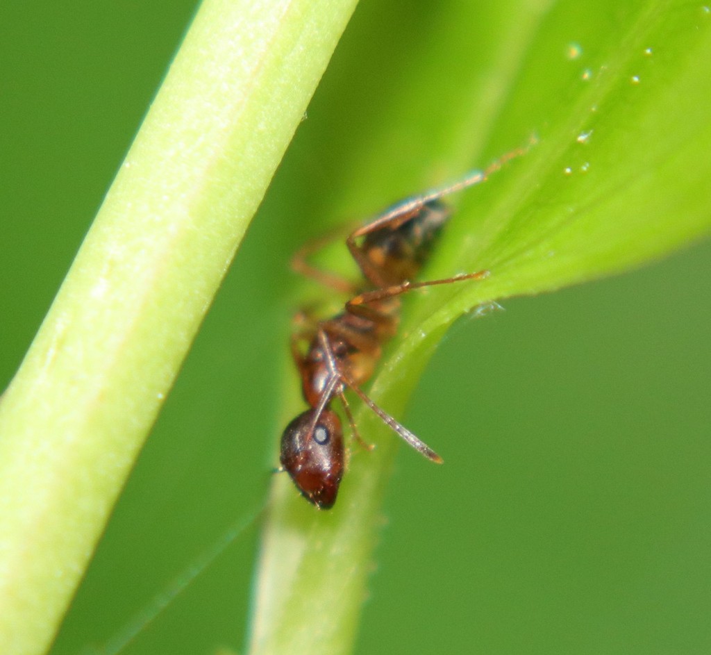 Bearded Carpenter ant from Lindenwold, NJ, USA on May 31, 2020 at 03:22 ...