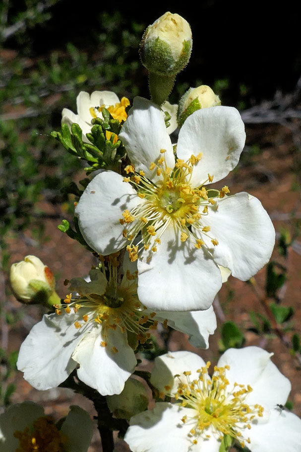 Stansbury's Cliffrose from Yavapai County, AZ, USA on May 12, 2020 by ...