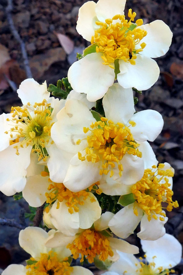 Stansbury's Cliffrose from Yavapai County, AZ, USA on May 12, 2020 by ...