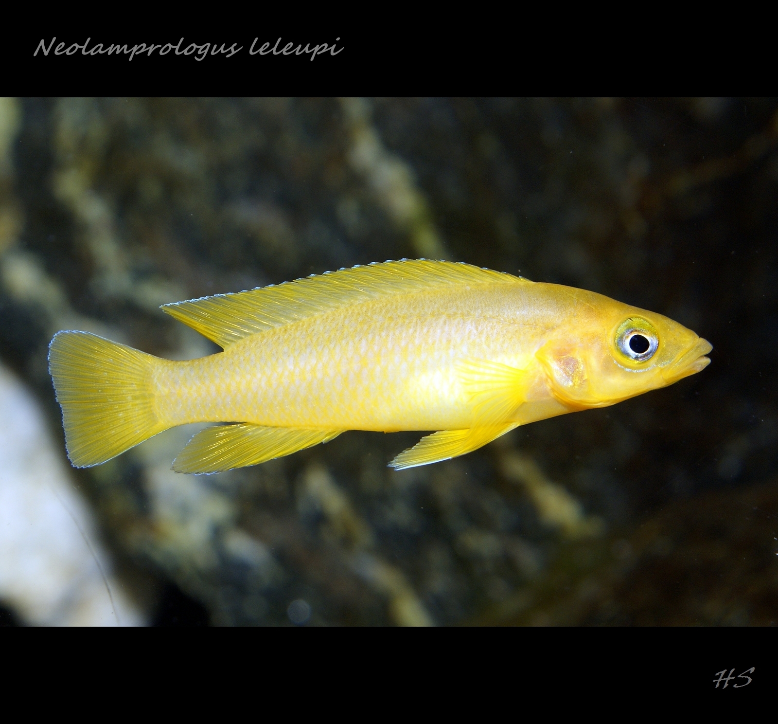 Neolamprologus Leleupi