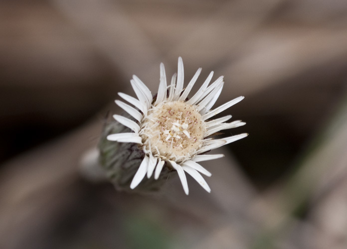 silverpuff (Vascular Plants of Wild Basin) · iNaturalist