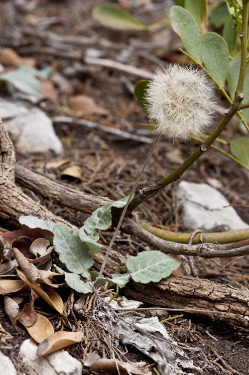 silverpuff (Vascular Plants of Wild Basin) · iNaturalist