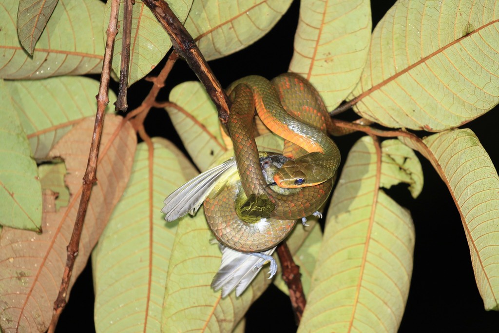 Puffing Snake from Unnamed Road, Panamá on April 30, 2017 by Samuel ...
