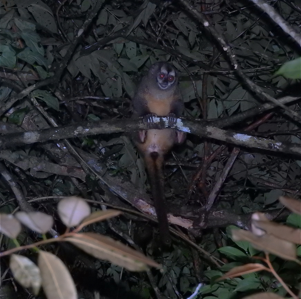 Panamanian Night Monkey (Aotus zonalis) - Know Your Mammals