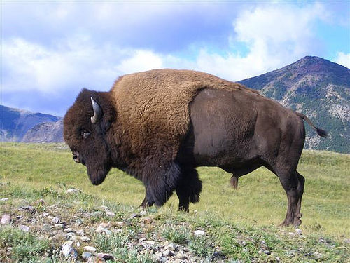 Bovids (Bovidae) - Know Your Mammals