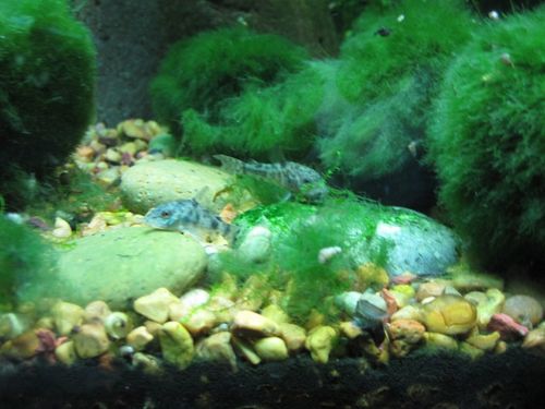 Barred-tail Corydoras (Hoplisoma cochui) · iNaturalist