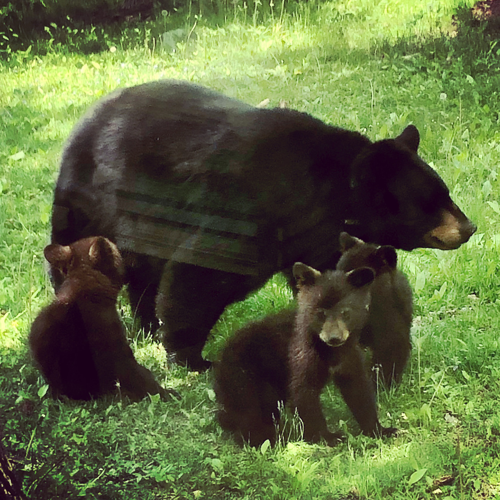 American Black Bear from Mahkeenac Terr, Stockbridge, MA, US on May 29 ...