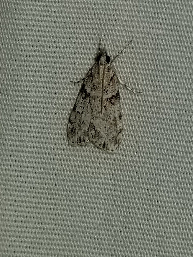 Double-striped Scoparia Moth from Howard County, MD, USA on May 30 ...