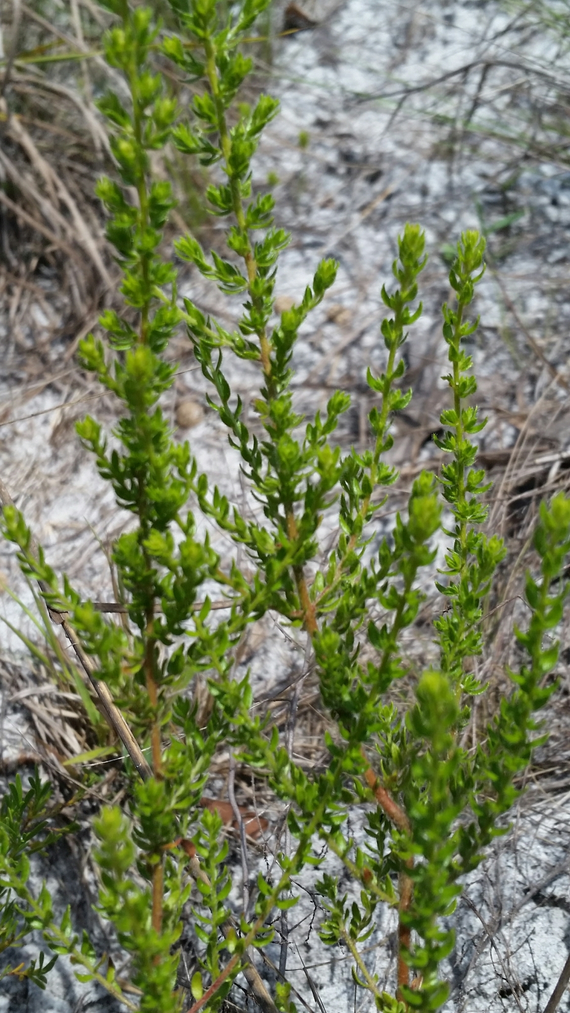 Lechea divaricata Shuttlew. ex Britton