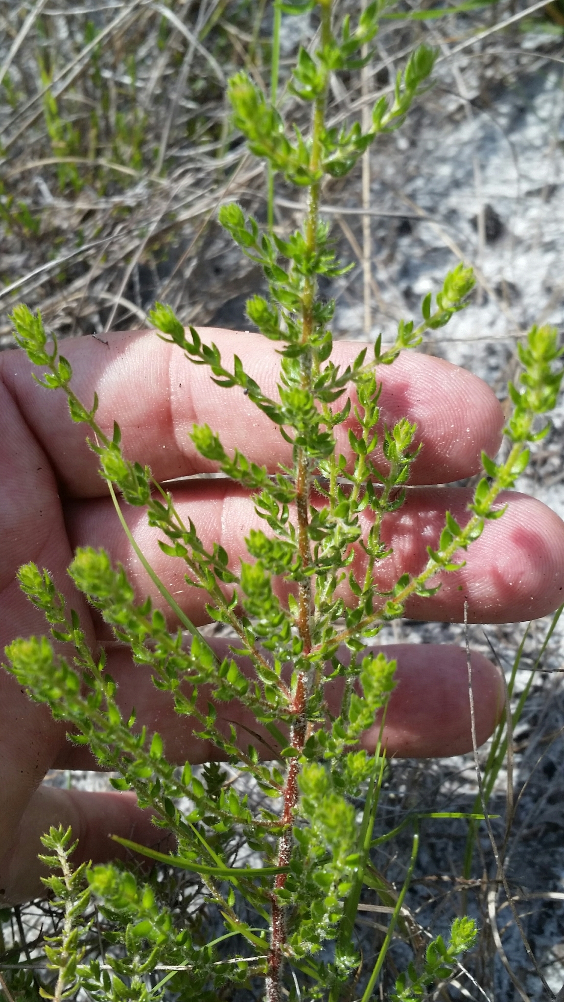 Lechea divaricata Shuttlew. ex Britton