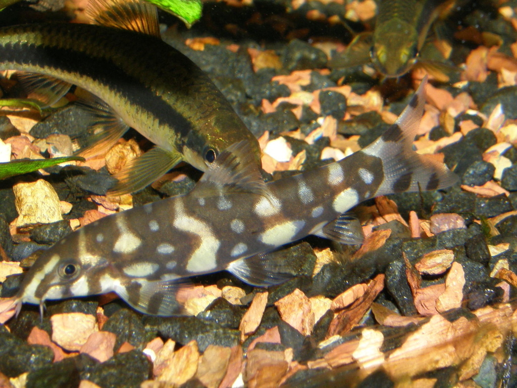 Burmese Border Loach (Botia kubotai) - Marine Life Identification