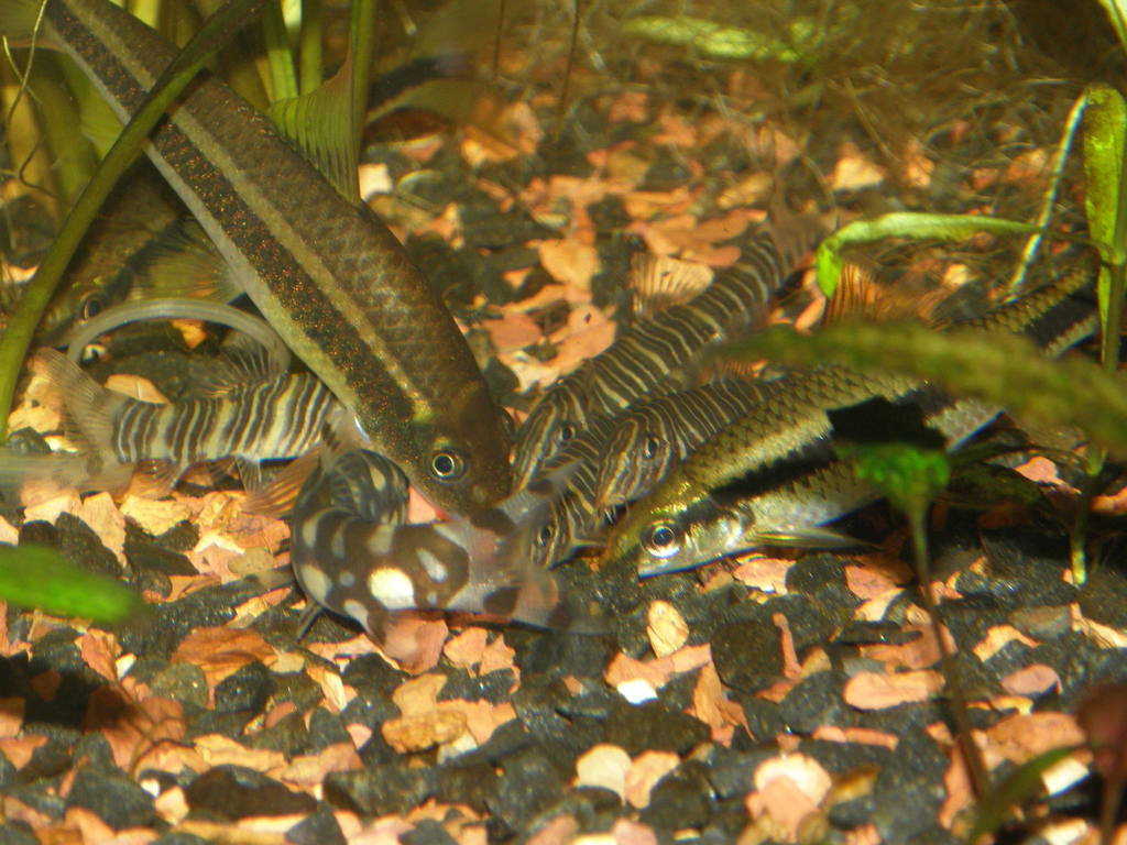Burmese Border Loach (Botia kubotai) - Marine Life Identification
