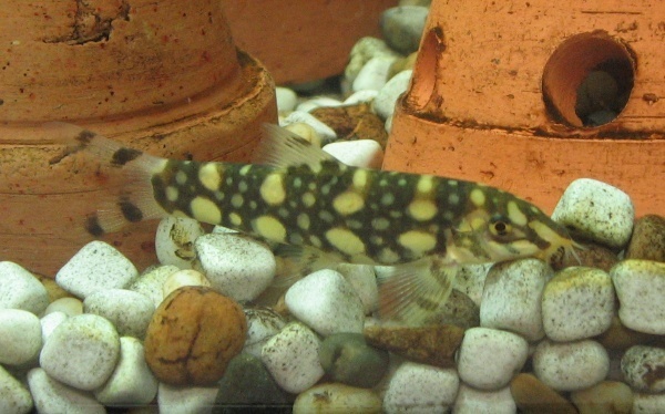 Burmese Border Loach (Botia kubotai) - Marine Life Identification
