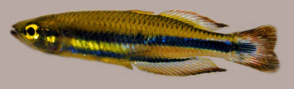 Madagascar Rainbowfish (Bedotia madagascariensis) - Marine Life ...