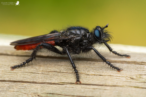 Andrenosoma rufiventris · iNaturalist