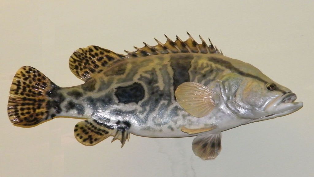 Chinese Perch (Siniperca chuatsi) - Marine Life Identification