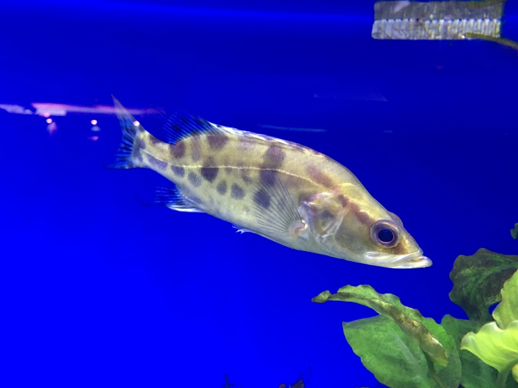 Chinese Perch (Siniperca chuatsi) - Marine Life Identification
