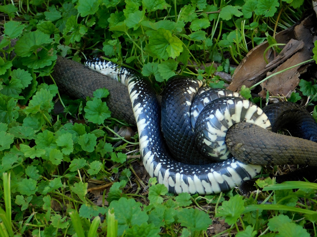 Black Kingsnake from Putnam County, TN, USA on May 31, 2020 at 02:34 PM ...