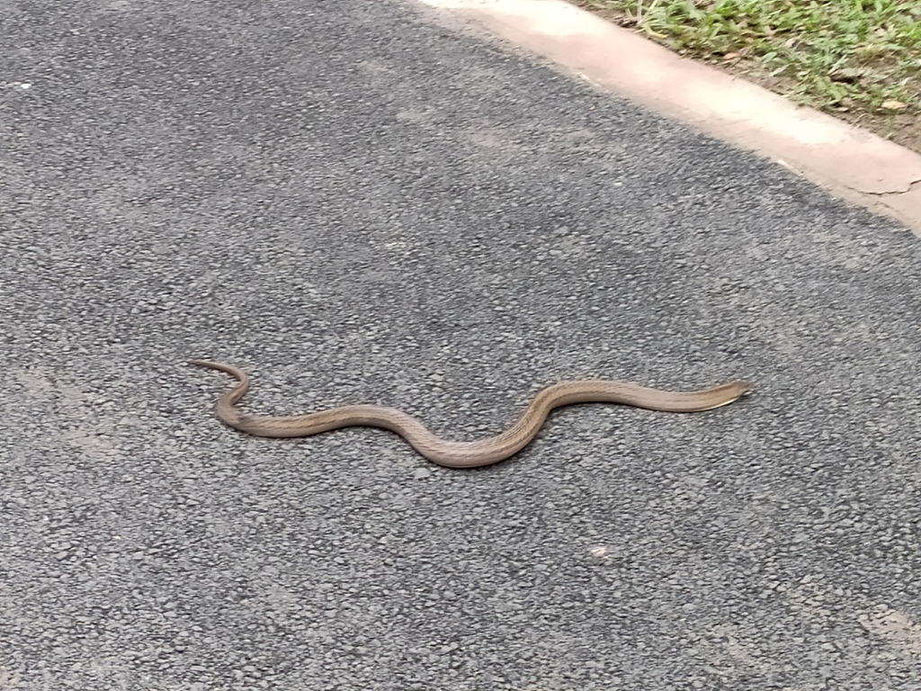Small-banded Kukri Snake from YunnanXishuangbannaMengla中国科学院西双版纳热带植物园 ...