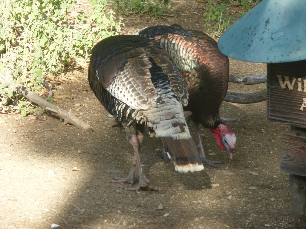 Gould's Wild Turkey from Pima County, AZ, USA on June 01, 2020 at 07:08 ...