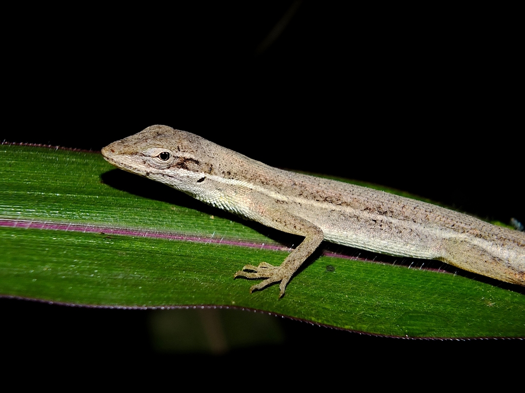 Grass Anole from Tonate-Macouria, Guyane française, Matiti on November ...