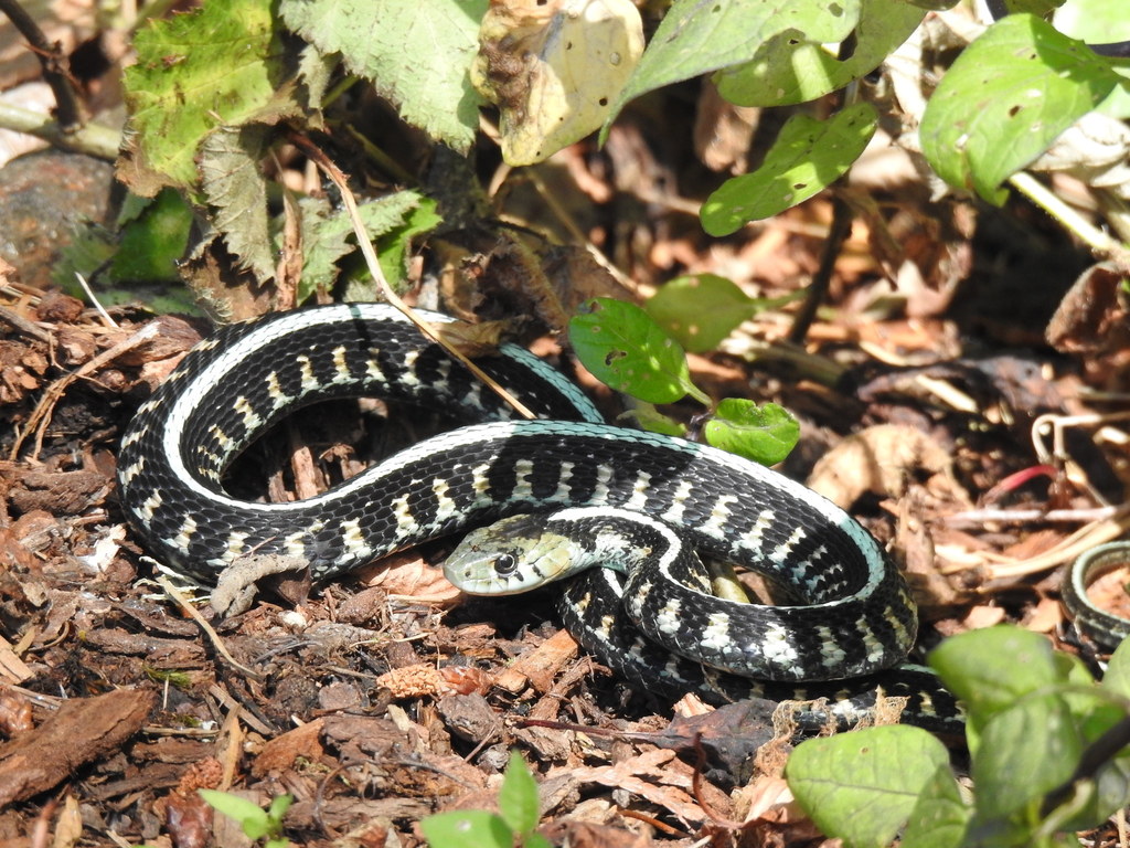 Red-spotted Garter Snake (Thamnophis sirtalis concinnus) - Snakes and ...