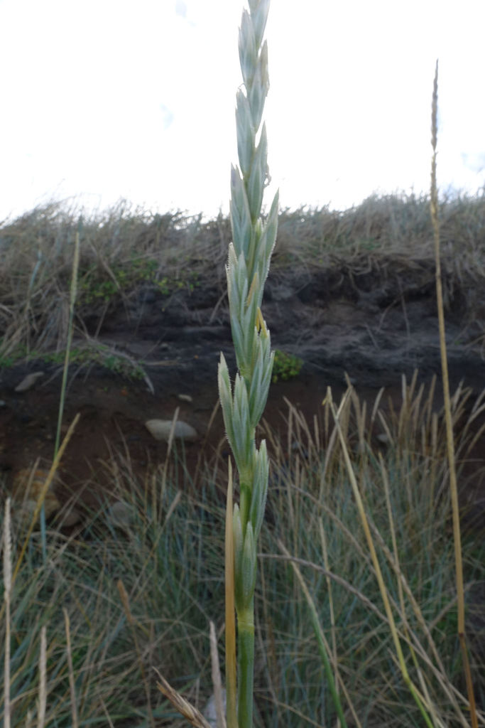 Seigle de mer (Flore des bancs coquilliers d'Ille-et-Vilaine ...