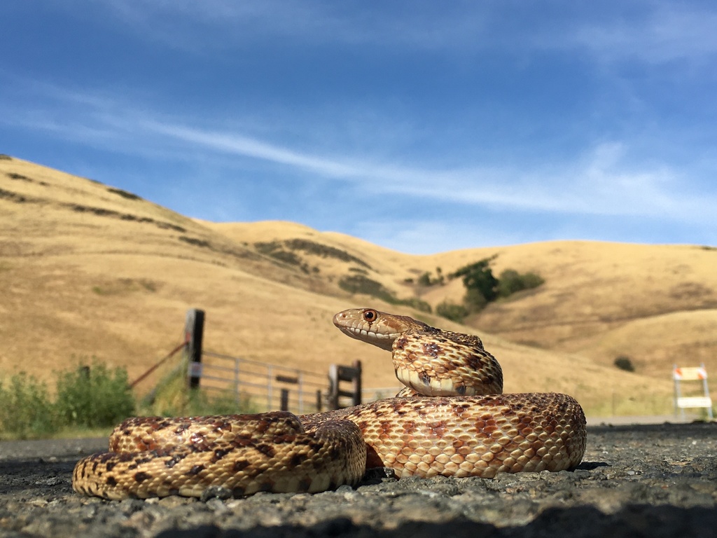 Pacific Gopher Snake (Stivers Lagoon Fremont Central Park ) · iNaturalist