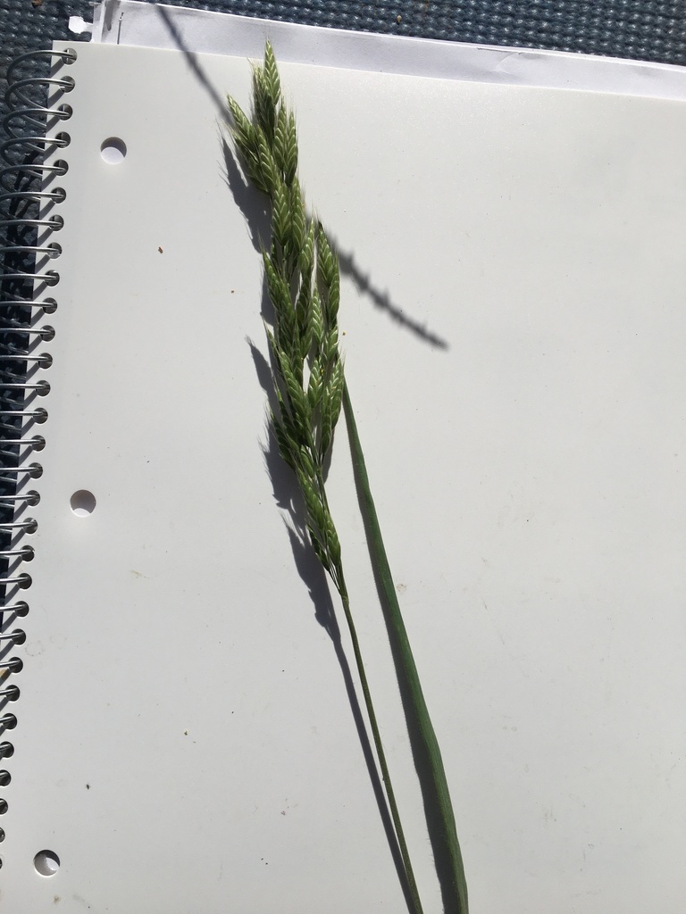 common soft brome from NW 34th St, Corvallis, OR, US on June 01, 2020 ...
